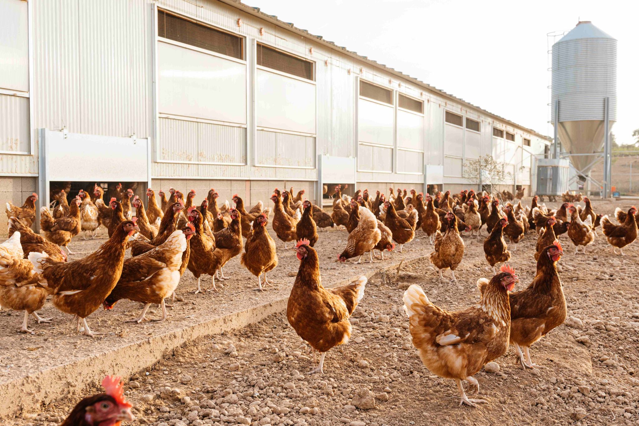 Emirate Farms